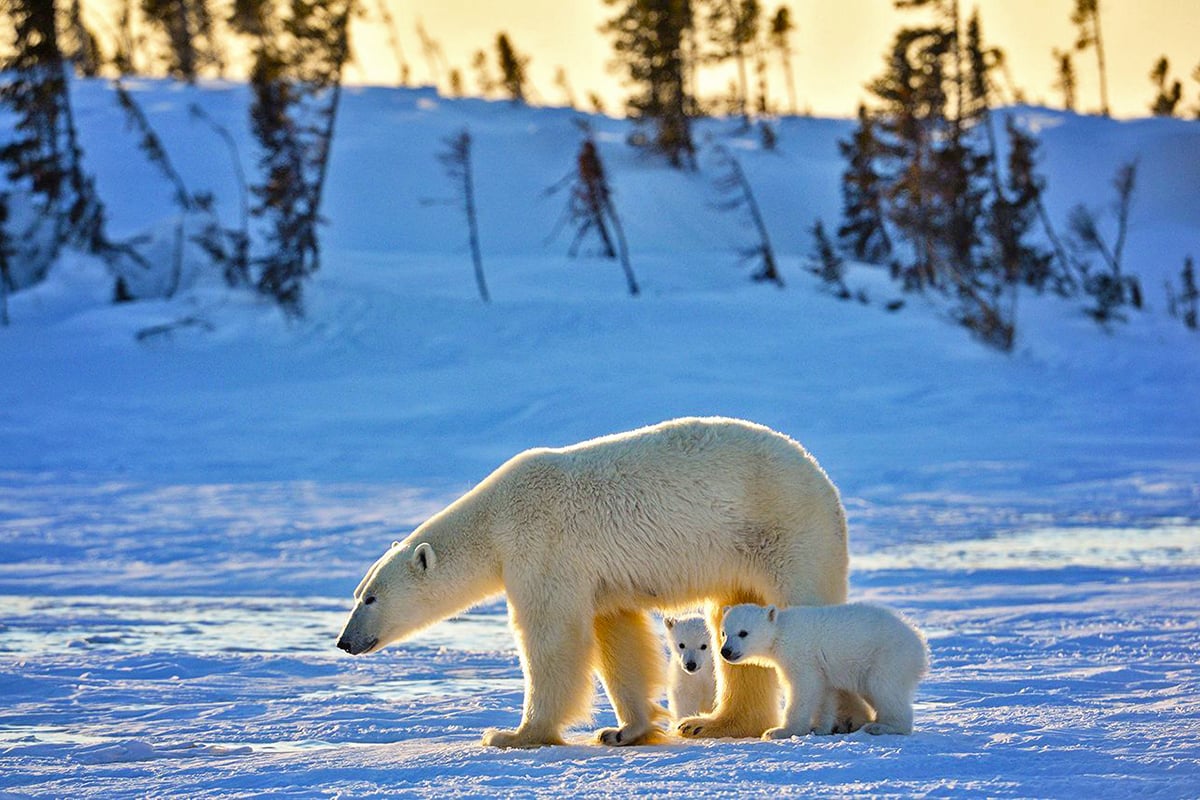 Mother Polar Bear with Cub - Tailored Newborn Safari | Arctic Kingdom