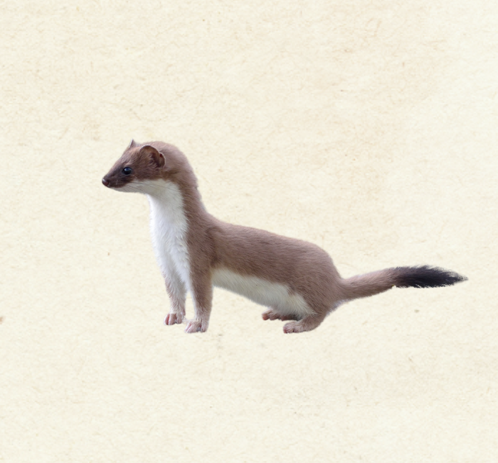 Blachford Wildlife