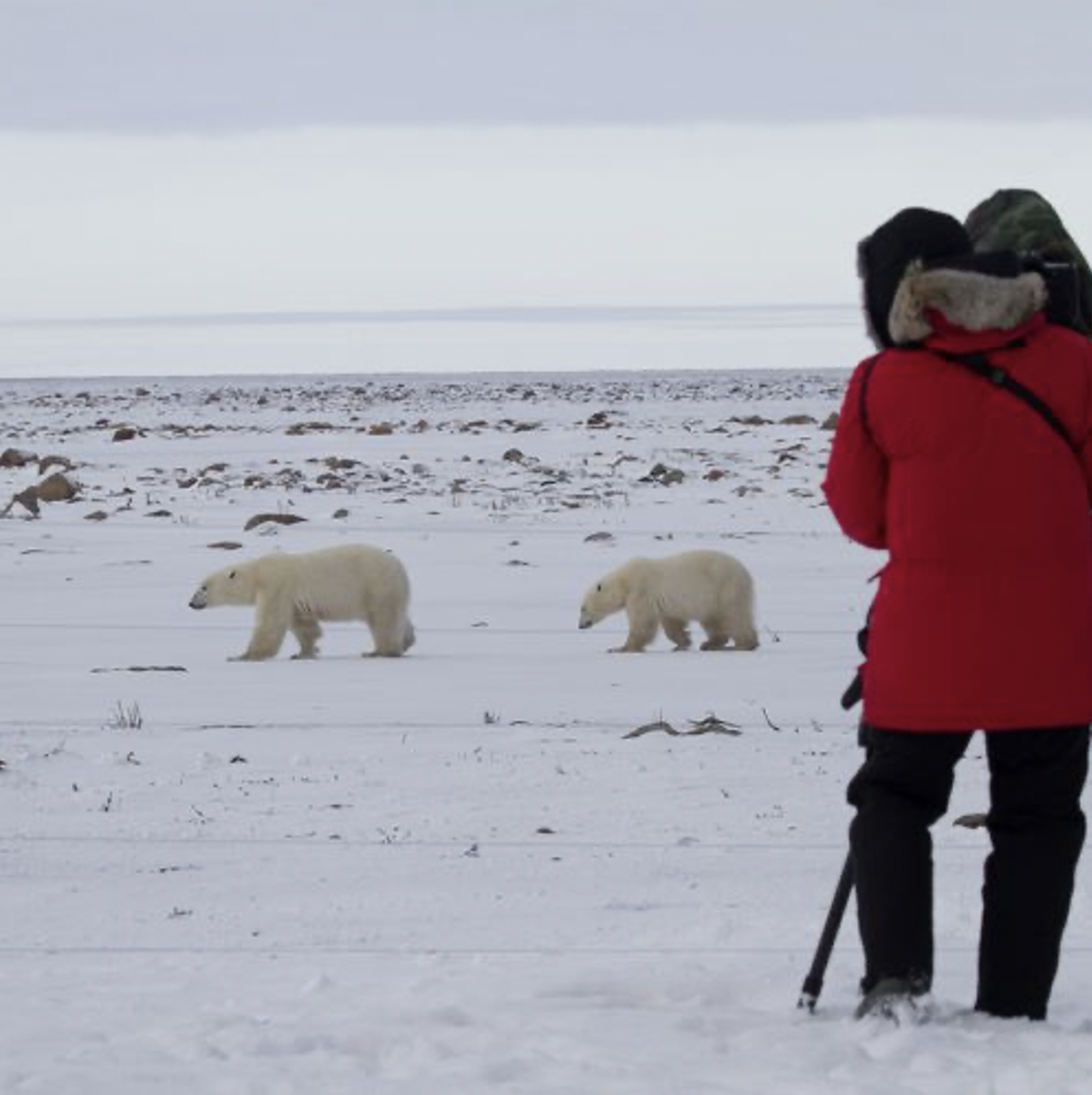 Private Journey - The Great Polar Bear Migration
