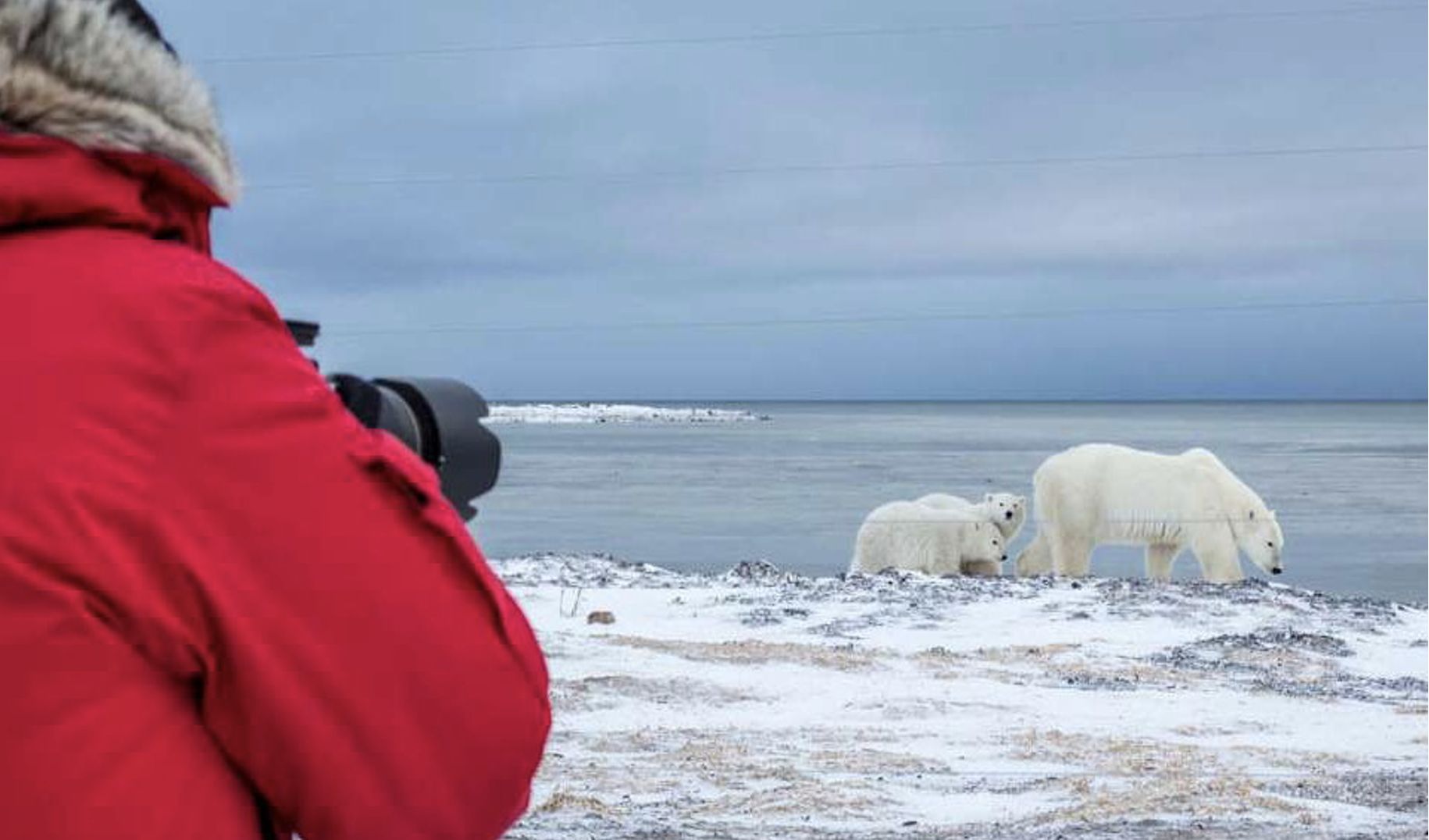 The Great Polar Bear Migration with Arctic Kingdom