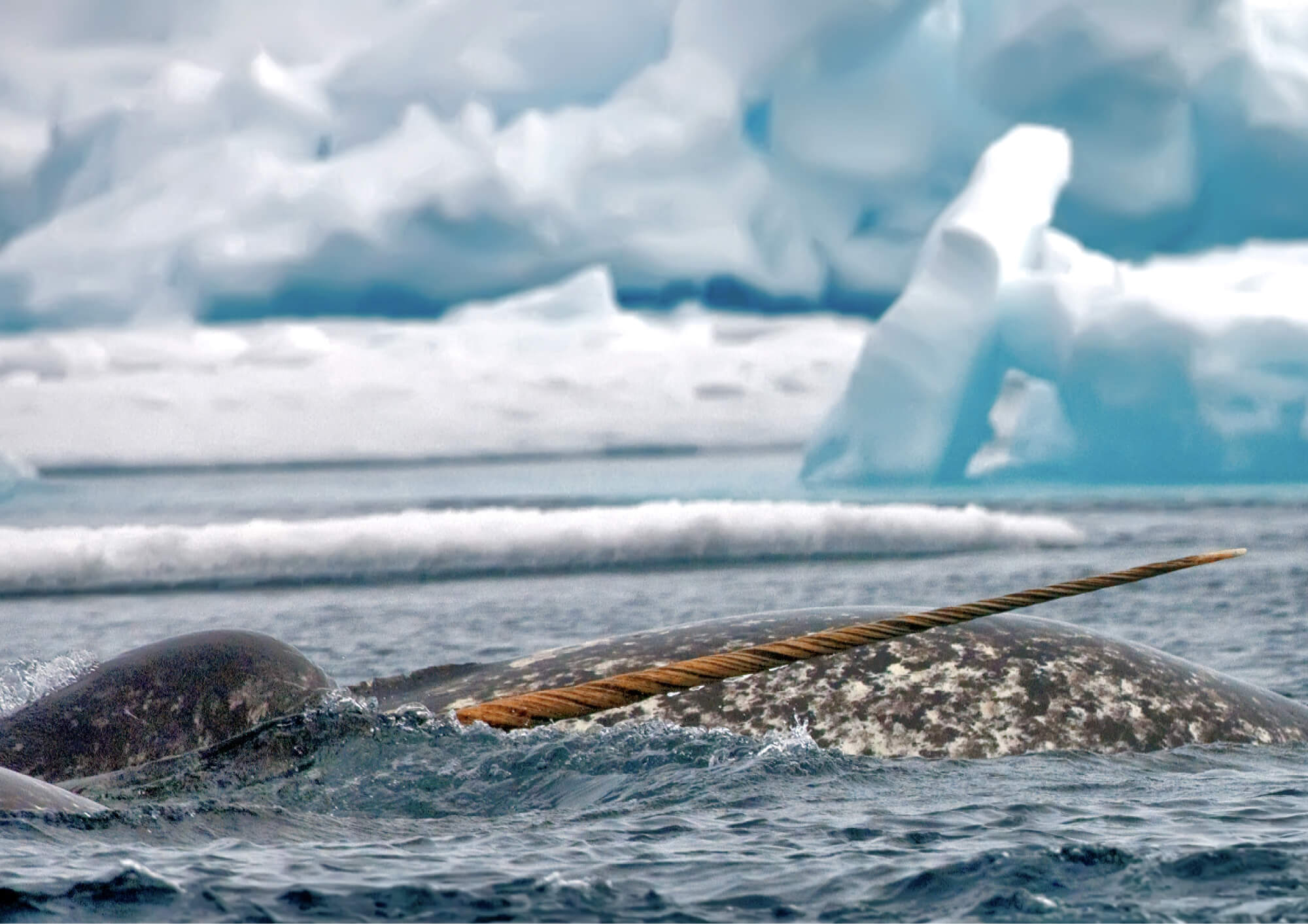 Arctic Adventures - Tailored Arctic Tours | Arctic Kingdom