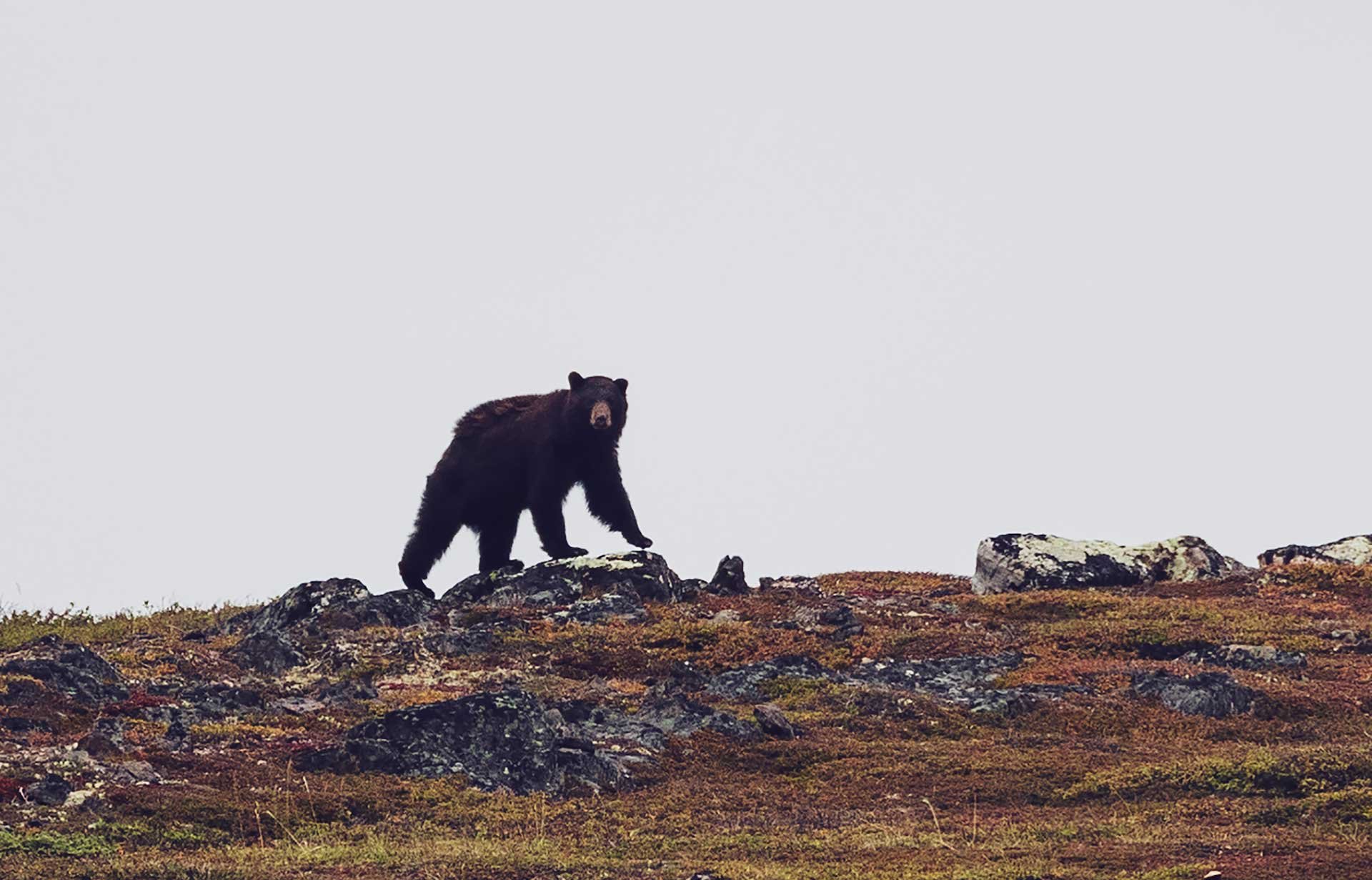 The Torngat Mountains